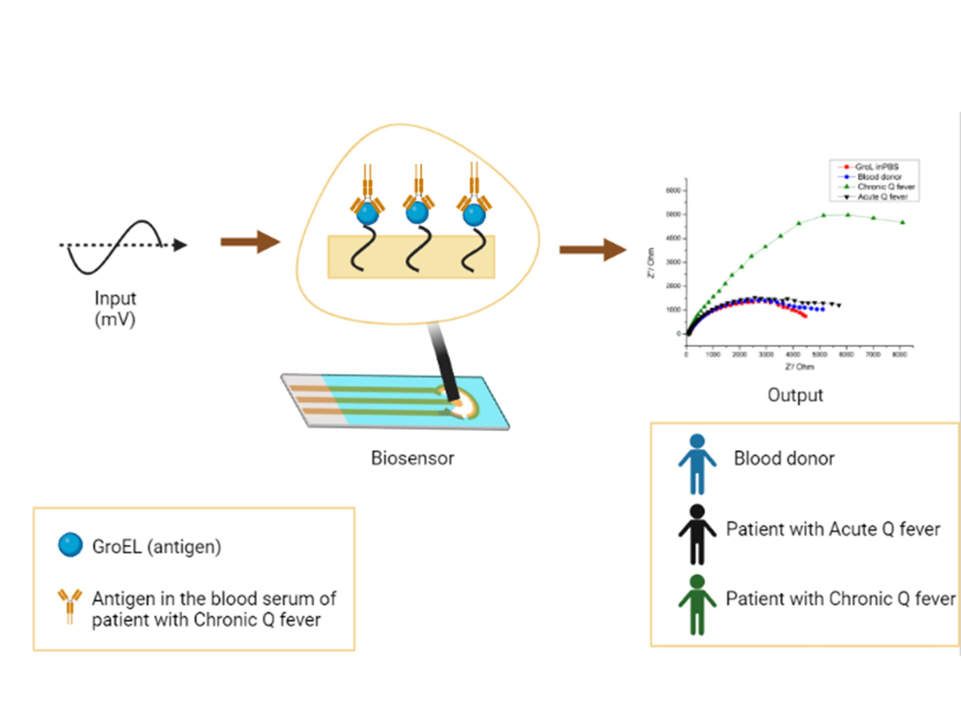 Electrochemical antigenic sensor for the diagnosis of chronic Q fever