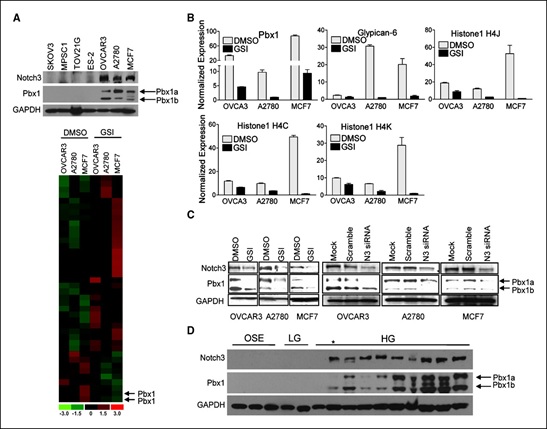 Assessment of Genetics Mutation NOTCH3 Gene in Patients with Migraine ...