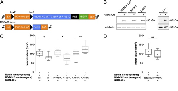 Assessment of Genetics Mutation NOTCH3 Gene in Patients with Migraine ...